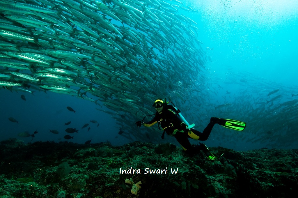 24 BINATANG KHAS DARI SELURUH DUNIA (Bagian 1)